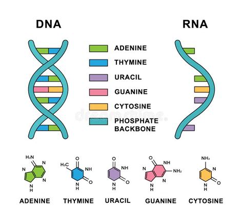 Acido Desossiribonucleico E Acido Ribonucleico Con Formule Di Nucleobasi Nucleobasi Di Dna E