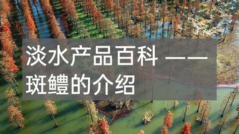 淡水产品百科 —— 斑鳢的介绍