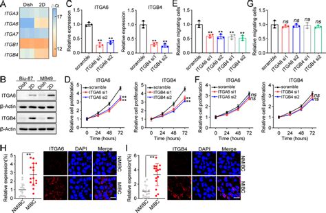 Laminin Activated Integrin α6β4 Signals To Promote Tumor Development Download Scientific