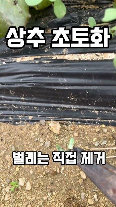 상추를 벌레가 다 먹어버리네요 Youtube