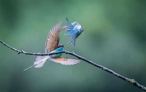 Blue Throated Bee Eater Bird Online Jigsaw Puzzles