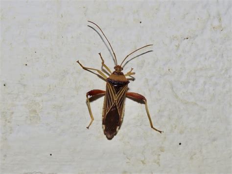 Nematopus Impensus · Naturalista Colombia