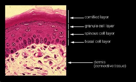 1 Keratinization Process Of Skin Download Scientific Diagram