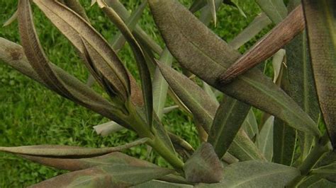 Leander Betegségei Képekkel 5 Tipp Profibarkácshu