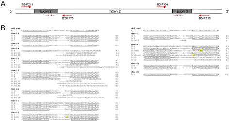Sequences Of Germline Mutations Induced By B2 And B3 A Schematic Download Scientific Diagram
