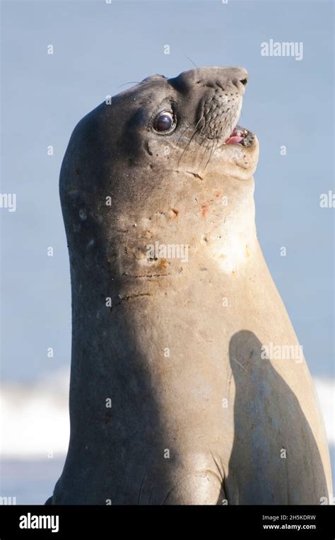 Portrait Of Southern Elephant Seal Pup Mirounga Leonina With A
