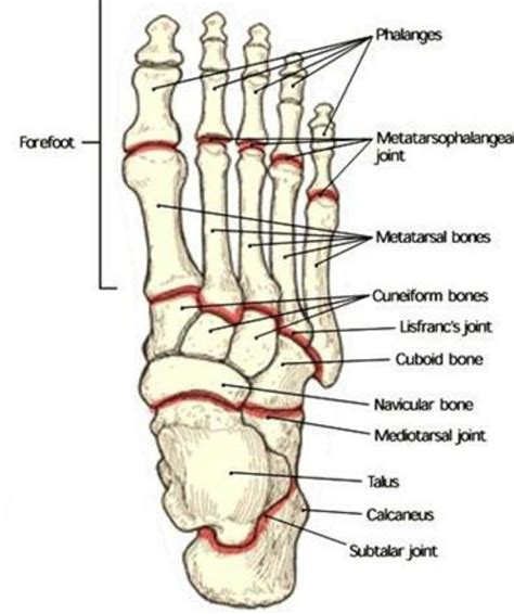 Foot Bones Side View Skeleton Right Foot Foot Bones Anatomy The