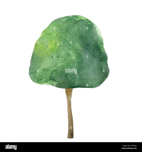 Tree Sketches Of Plants For Landscape Design Drawn In Watercolor