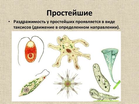 Тип Простейшие Картинки – Telegraph