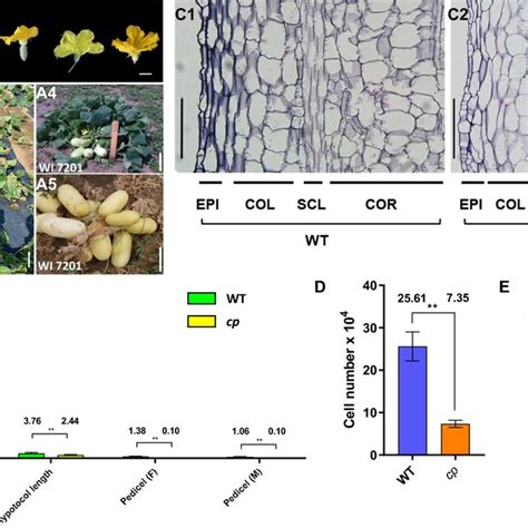 Phenotypic And Histological Characterization Of Wt And Cp Mutant At Download Scientific Diagram