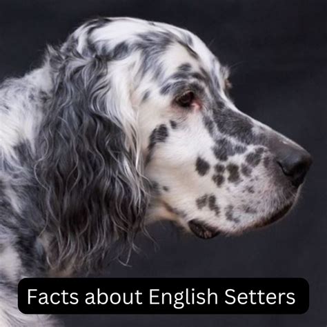 English Setter Facts Hunting Guide Ode To A Setter Jack The Wonder