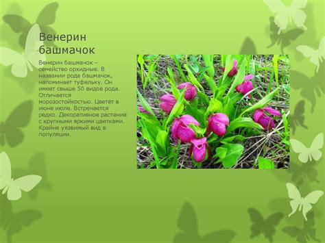 Луговые растения занесённые в книгу Вологодской области презентация онлайн