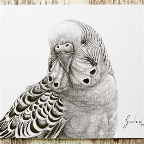 Budgie Drawing Print Budgerigar Portrait Black And White Poster Parrot