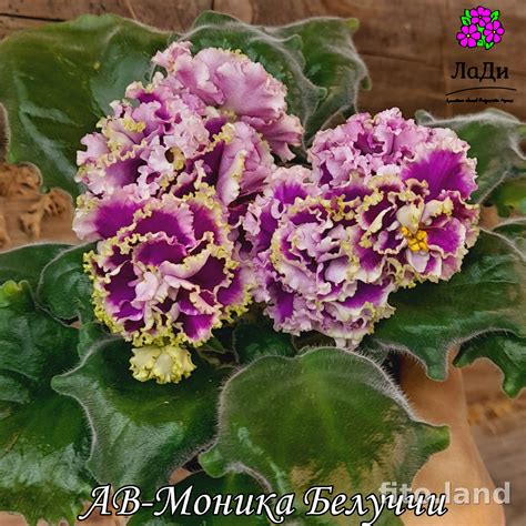 Фиалка АВ-Моника Белуччи (872-220)