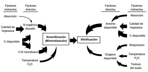 Factores Que Determinan Los Procesos De Amonificación Y Nitrificación