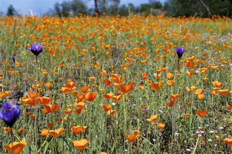 Wildflowers Along The Merced River Smithsonian Photo Contest