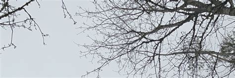 Pup Pup Having Fun Twitter