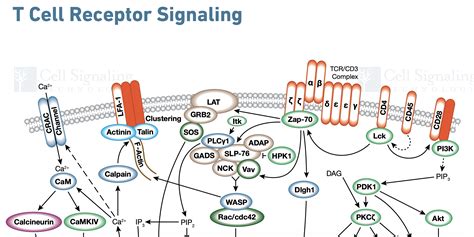 T Cell Basics For Disease Research CST Blog