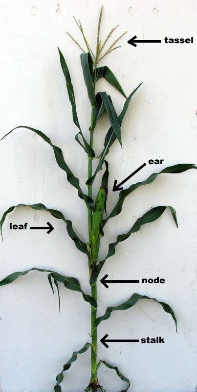 How Do Plants Reproduce A Sexual Reproduction In Plants