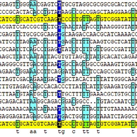 multiple sequence alignment and pairwise alignment score right of 16s