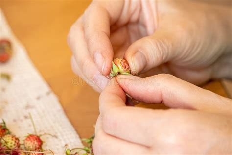 Women S Hands Close Up Fingering A Forest Berry Stock Photo Image Of Rings Flowers 190310702