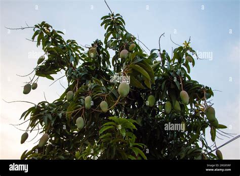 Focus On Capturing The Essence Of The Mango Tree In Its Environment Highlighting Its Unique