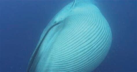 우영우 봐봐…대왕고래는 매일 미세플라스틱 1천만개 먹는대