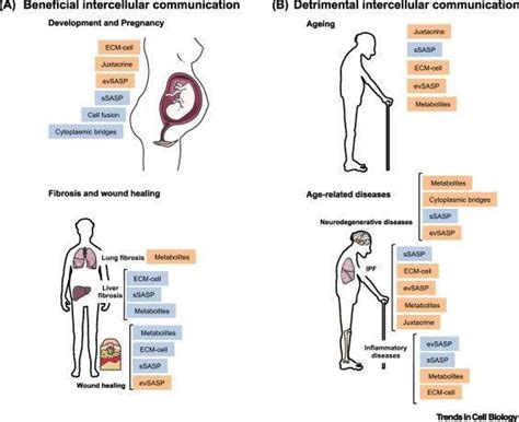 Nad And The Hallmarks Of Aging Series Part 9 Altered Intercellular
