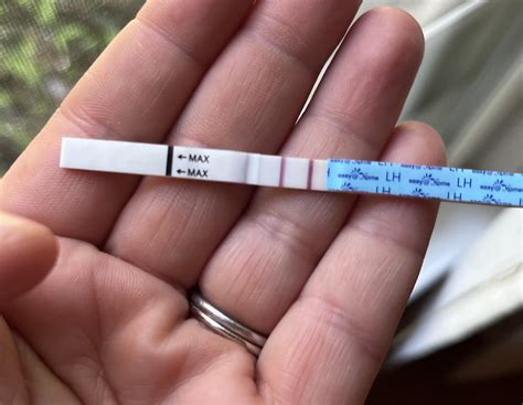 What Ovulation Looks Like