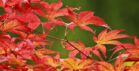 90 Free Norway Maple Autumn And Norway Maple Images Pixabay