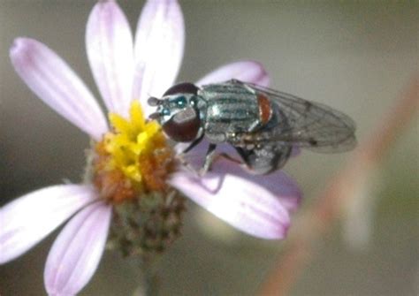 Small Silver Fly Nausigaster Unimaculata Bugguide Net