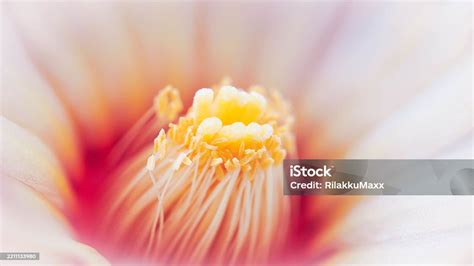 배경에 부드러운 파스텔 꽃잎이 있는 꽃의 수술을 극도로 클로즈업하여 따뜻한 노란색 톤과 부드러운 그라데이션을 보여줍니다 자연 순수함 웰빙을 주제로 하기에 완벽합니다 0명에