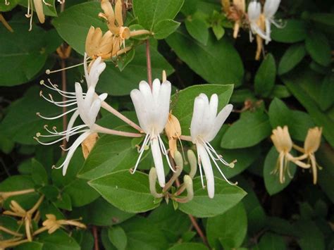 Honeysuckle Vine Seeds