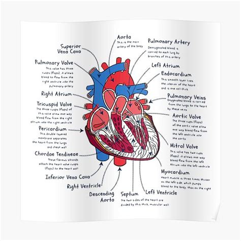 Detailed Heart Anatomy Chart Premium Matte Vertical Poster Sold By Ian