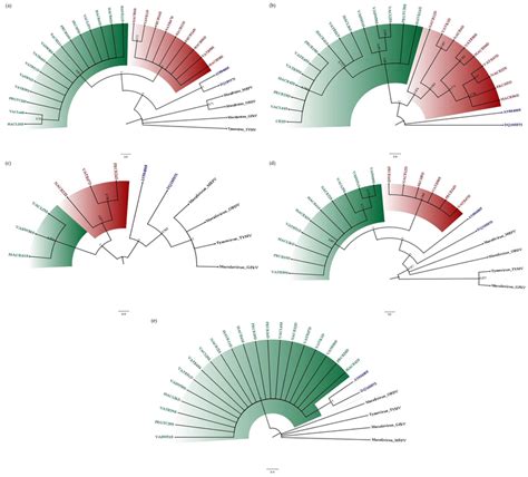 bootstrap majority rule 70 consensus trees reconstructed by the