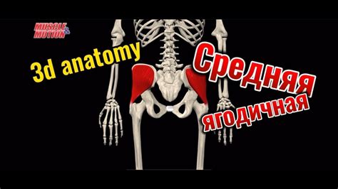Средняя ягодичная мышца 3d Anatomy Muscle Motion Youtube