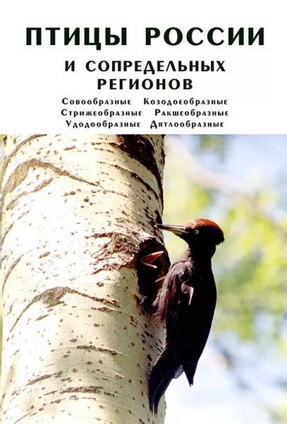 Птицы России и сопредельных регионов. Совообразные, Козодоеобразные ...
