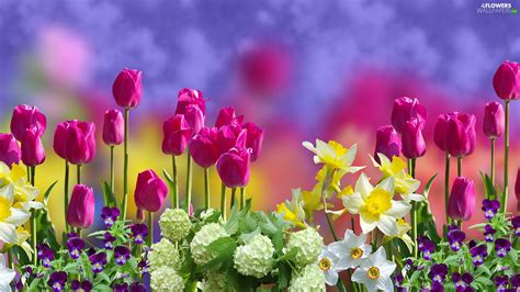 Narcissus Wallpapers Wallpaper Cave