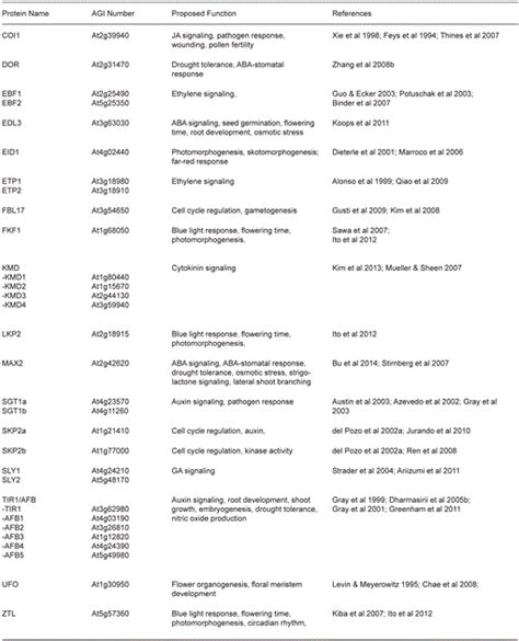 Composition Roles And Regulation Of Cullin Based Ubiquitin E3 Ligases