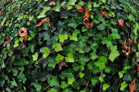 Зеленый английский плющ стоковое фото. изображение насчитывающей ð¿ð ...