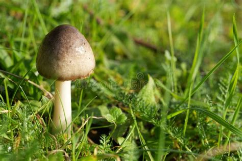 Closeup On An Emerging Large Big Sheath Mushroom Volvariella Gloiocephala Growing In The Grass
