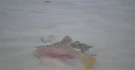 Sailing The Tanqueray Conch Cleaning