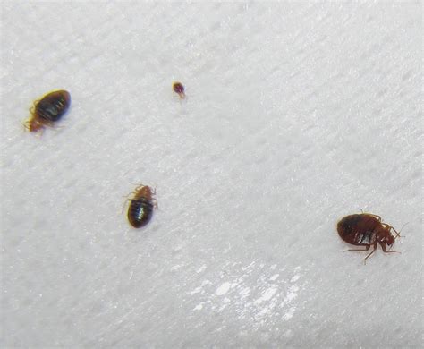 Black Bugs Found In Bedroom