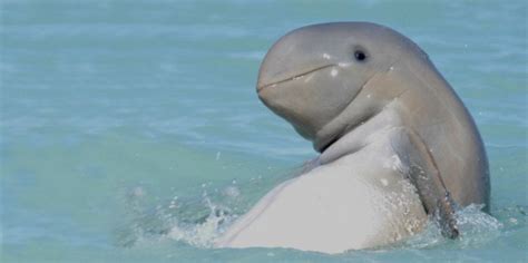 Irrawaddy Dolphin