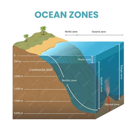 Premium Vector Cross Section Illustration Of Ocean Zones Diagram