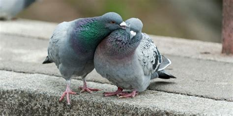 Do Pigeons Mate For Life Birdwatching Buzz