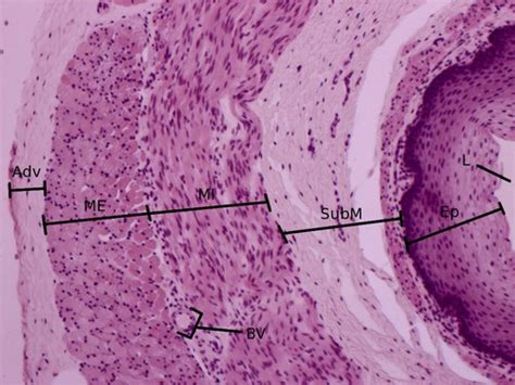 Aandp2 Lab 5 Digestive Histology Flashcards Quizlet