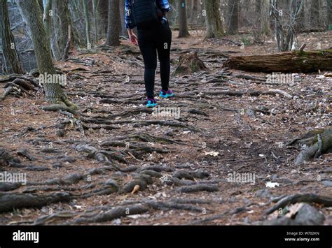 Exposed Tree Roots Are Caused By A Lack Of Topsoil Runners And Hikers Alike Need To Be Careful