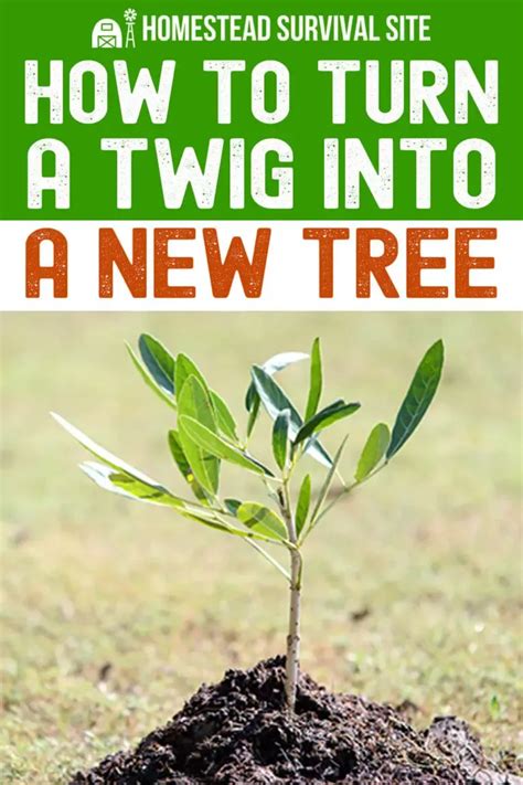 best 13 how to turn a twig into a tree artofit