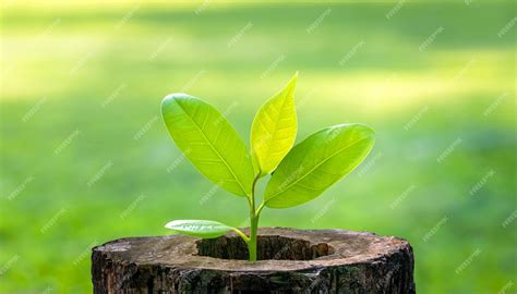 Premium Photo Renewal Of Life Young Tree Emerging From Old Tree Stump